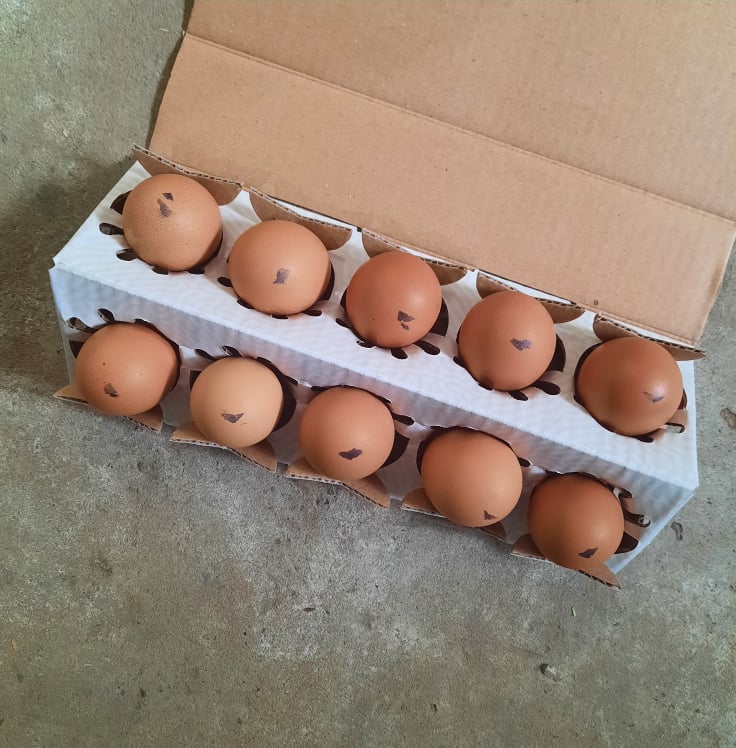 Shwe Taung Nyo Gyi Free Range Egg (10 pcs) – Kokkoya Organics